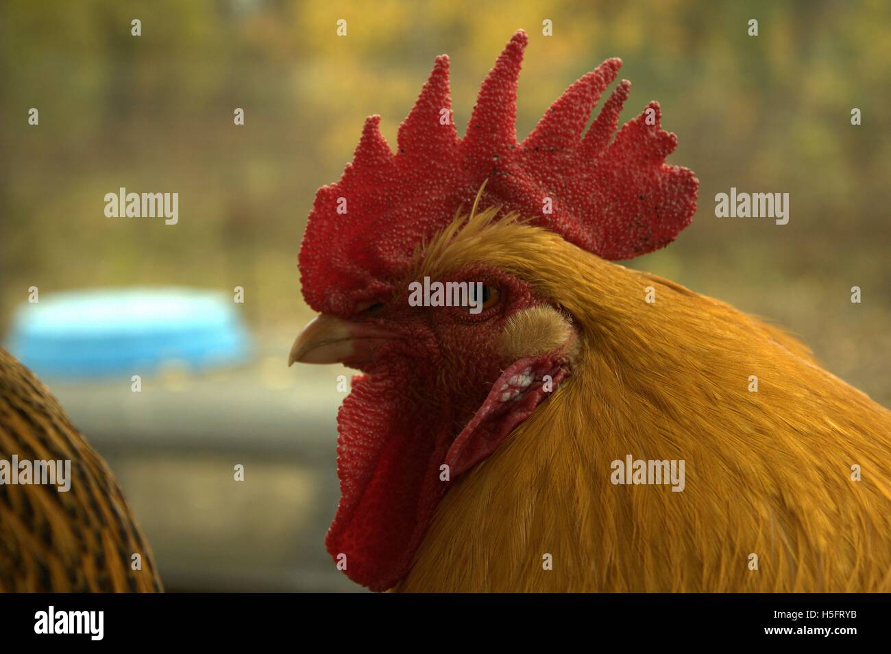 Buff orpington poule Banque de photographies et d’images à haute ...