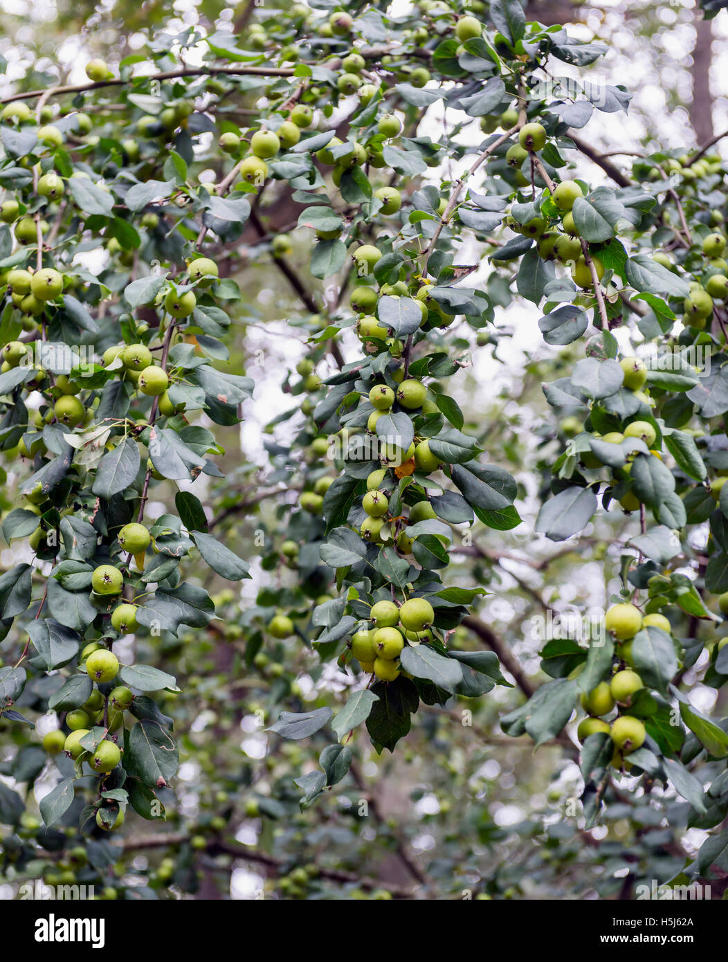 Pommes sauvages Banque de photographies et d’images à haute résolution ...