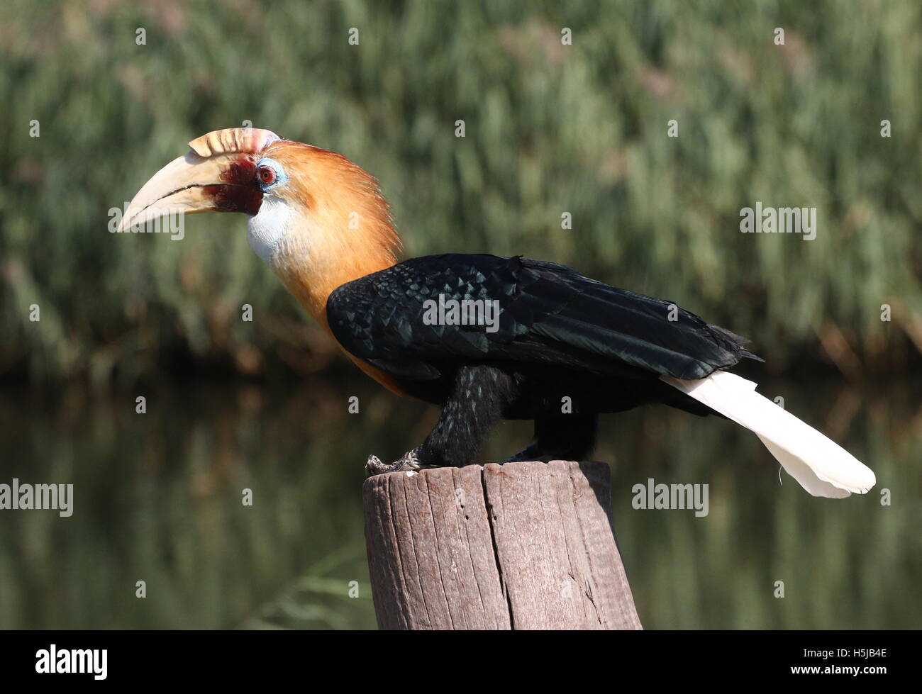 Calao papou Banque de photographies et d’images à haute résolution - Alamy