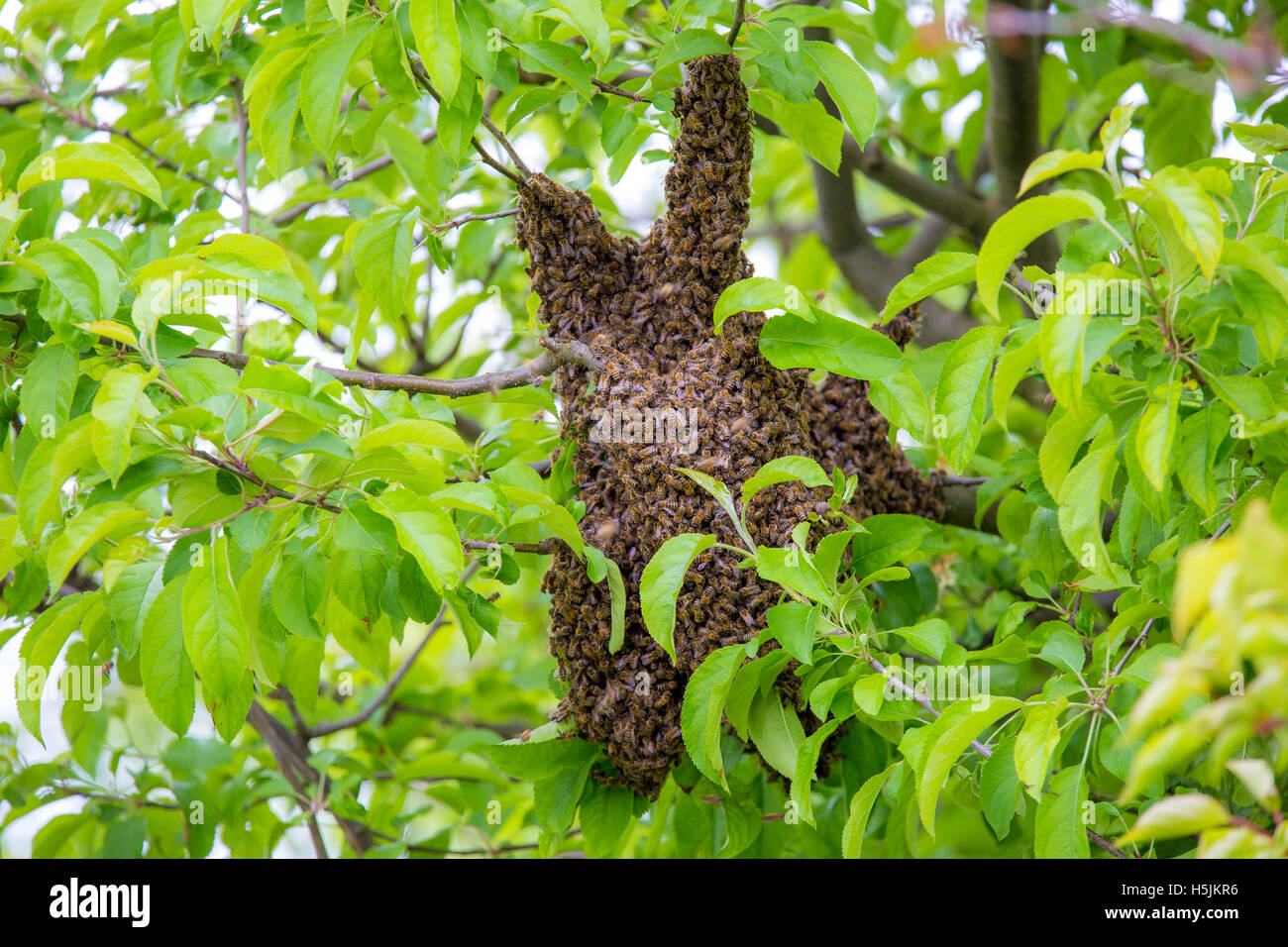 Ruche sauvage dans un arbre couvert de abeilles Photo Stock - Alamy