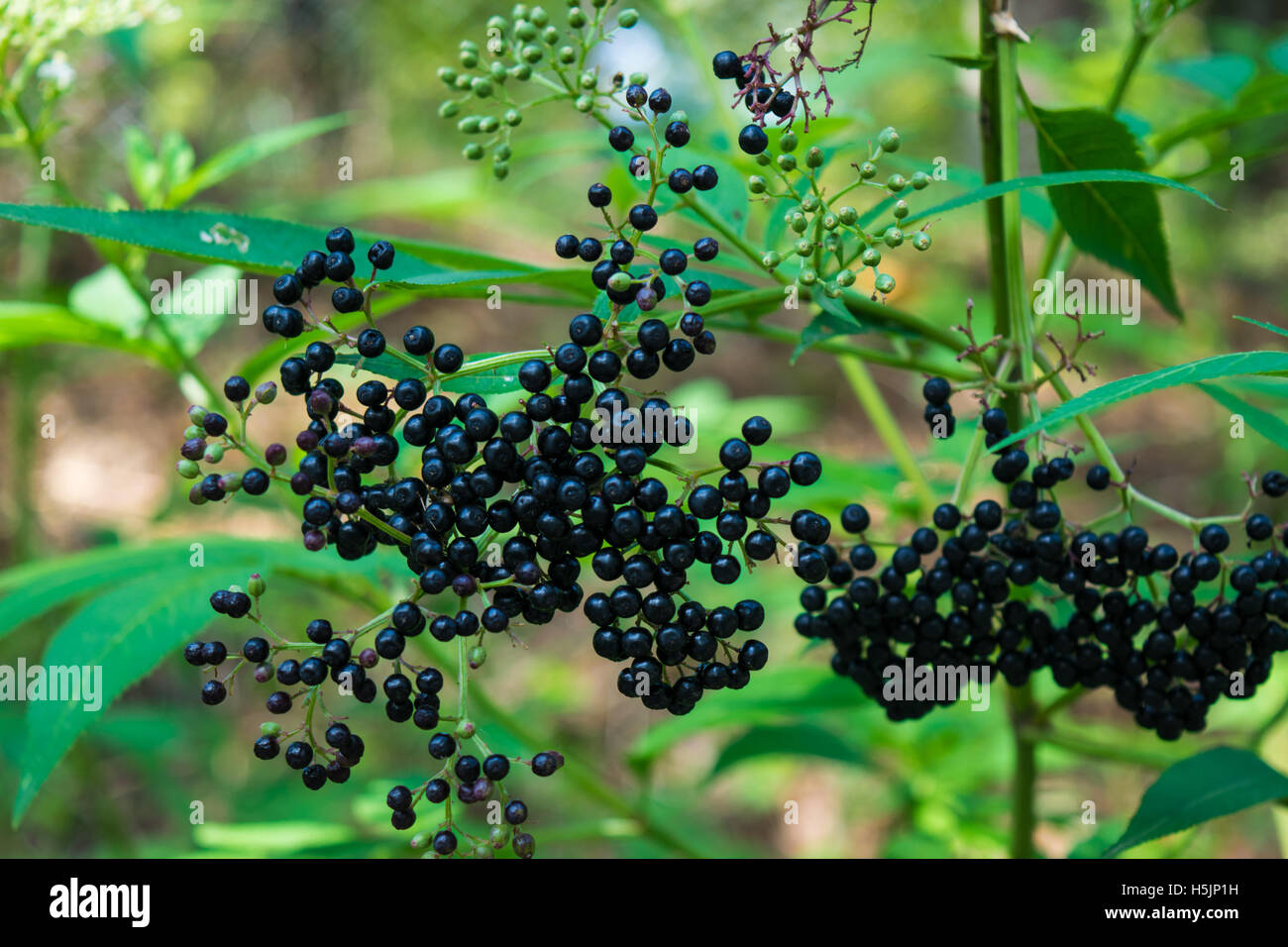 Petit fruit Banque de photographies et d’images à haute résolution - Alamy