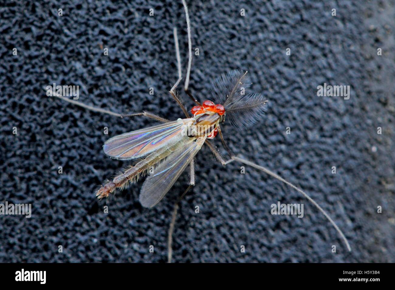 Tétranyque rouge Banque de photographies et d’images à haute résolution ...