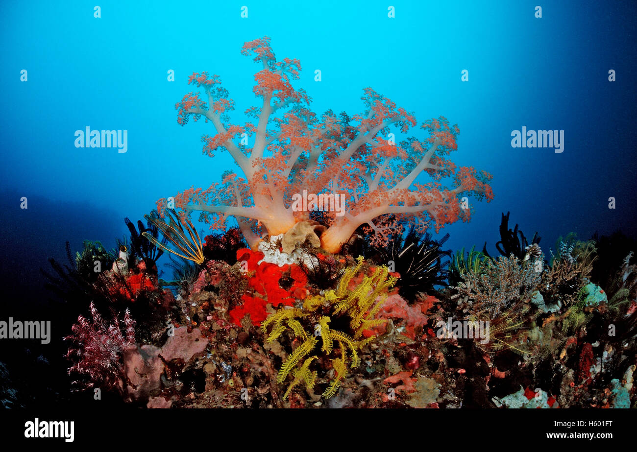 Alcyonaria corail mou Banque de photographies et d’images à haute ...