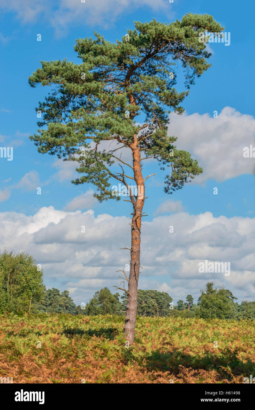 Arbre de pin sylvestre fier dans une clairière des bois Photo Stock - Alamy