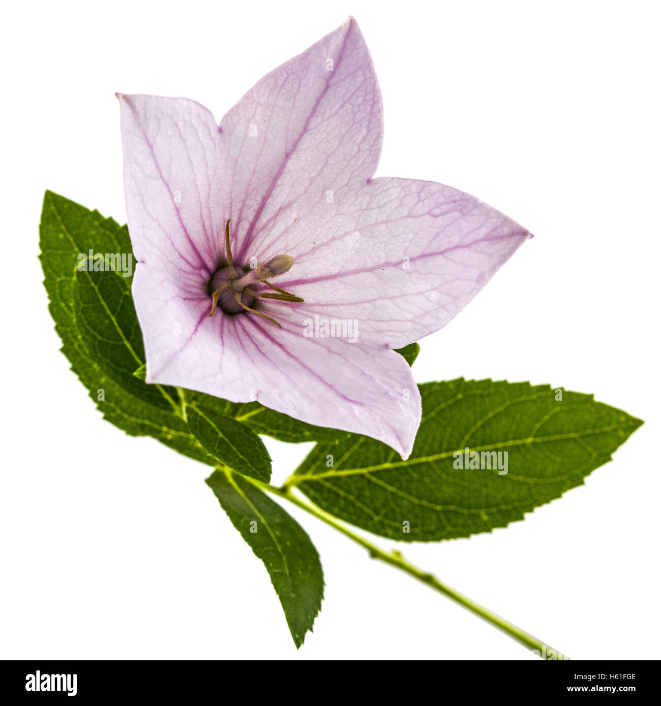 Fleur de Rose (Platycodon grandiflorus Platycodon) ou campanules, isolé ...