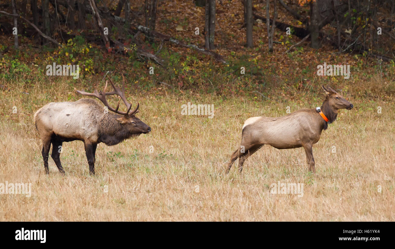Vache accouplement avec taureau Banque de photographies et d’images à haute résolution - Alamy
