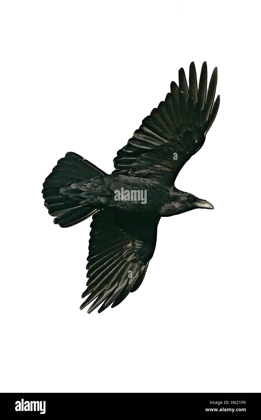 Corbeau en vol Banque d'images détourées - Alamy