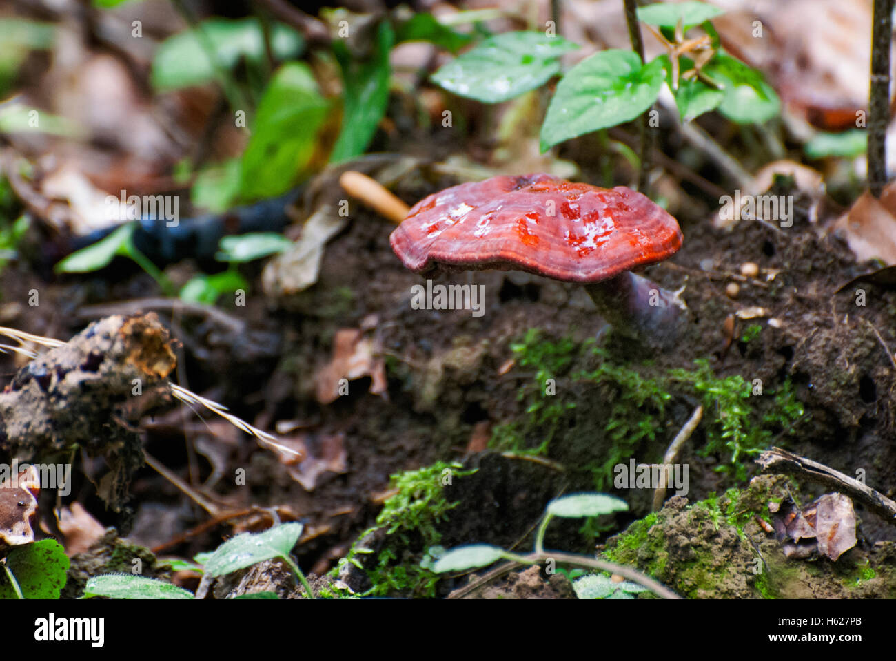 Des champignons vénéneux en forêt Photo Stock - Alamy