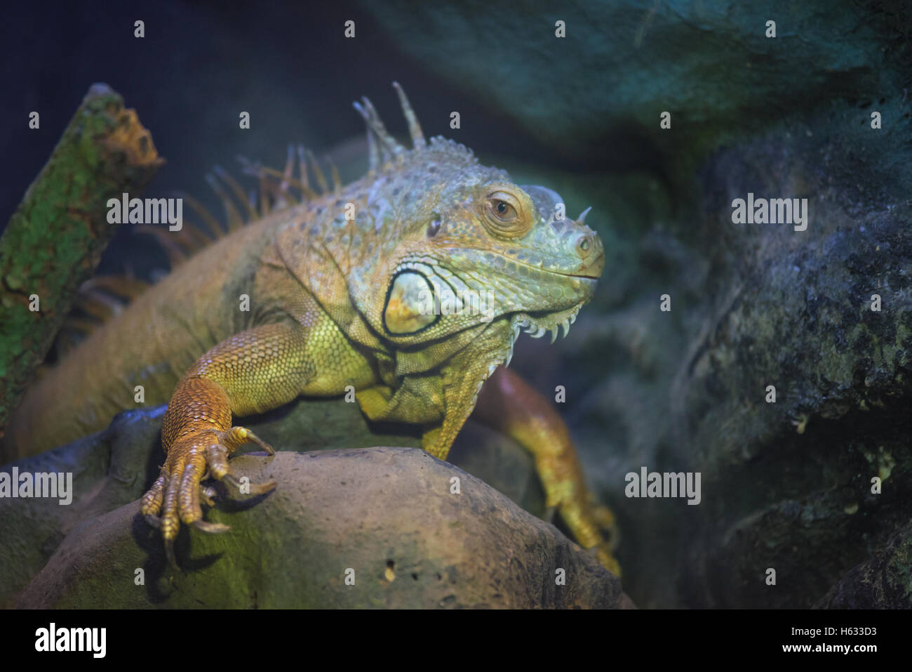 Oeil iguane marin Banque de photographies et d’images à haute ...