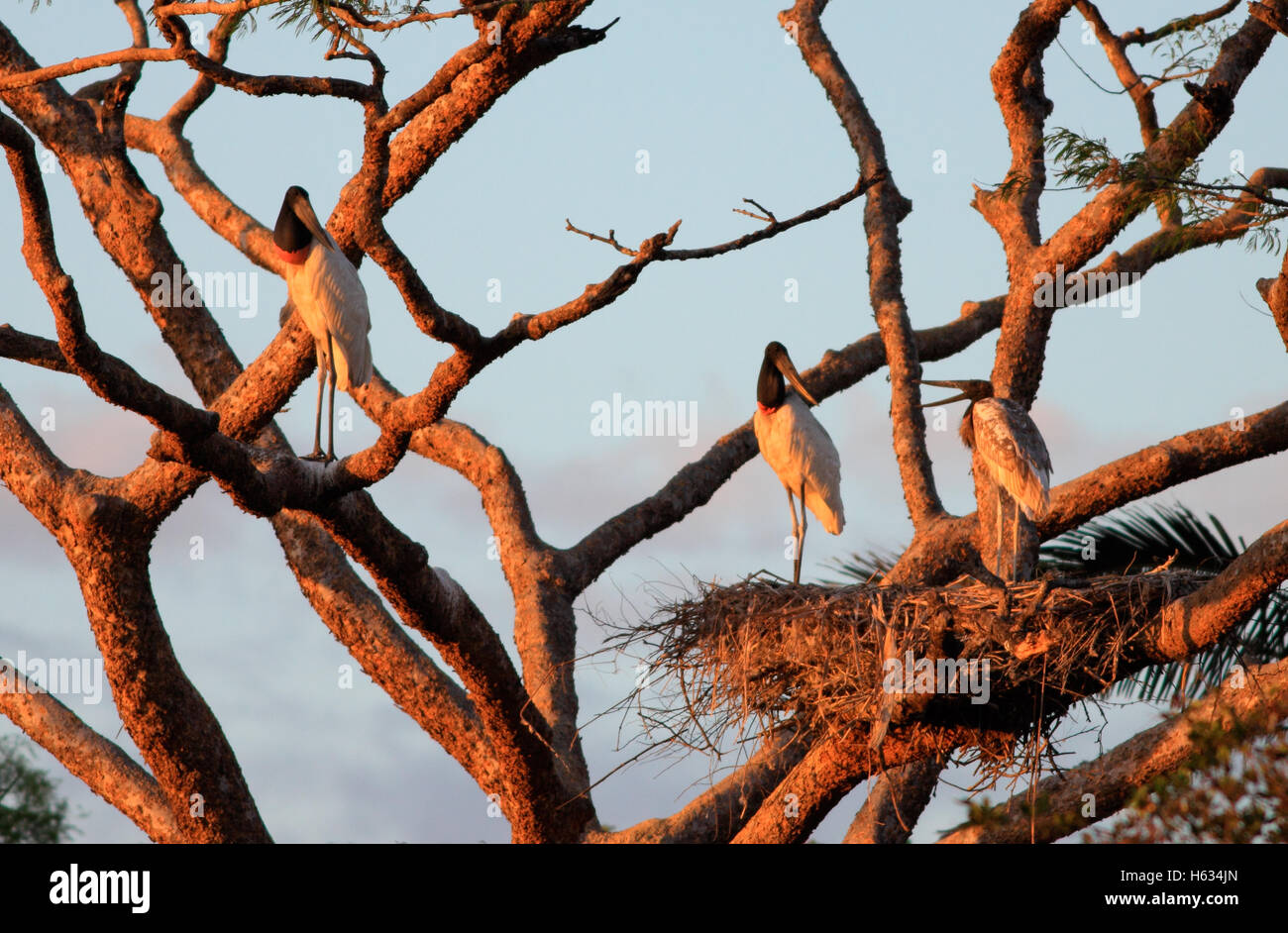 Paire de jabiru Banque de photographies et d’images à haute résolution ...