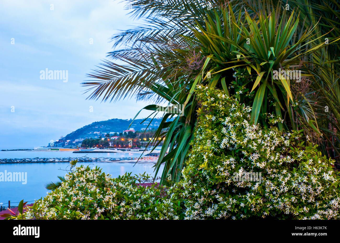 Les belles plantes sur la rive de la mer Ligurienne à Sanremo, Italie ...