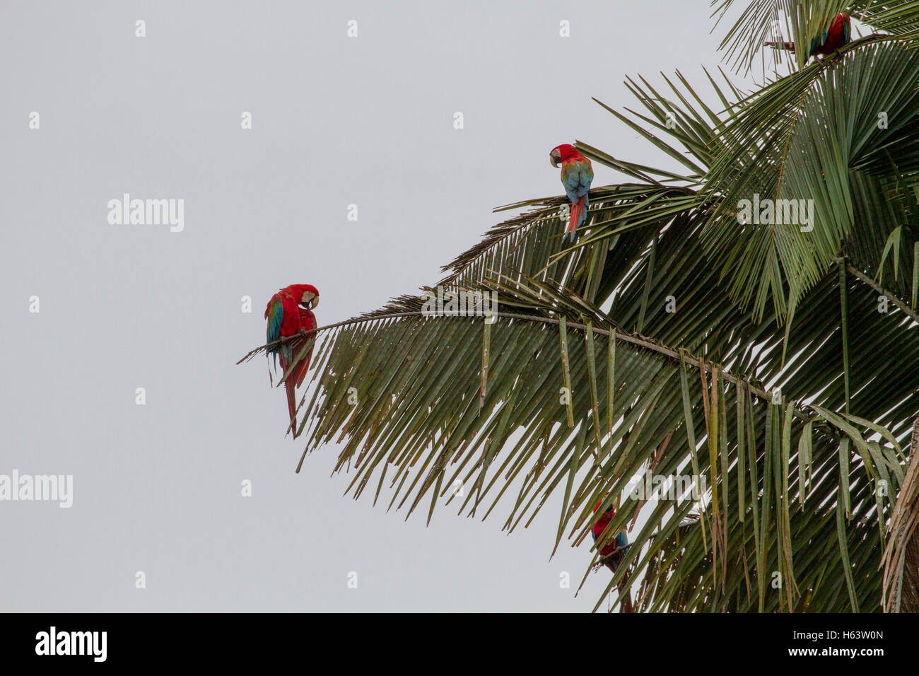 Palmier amazonien Banque de photographies et d’images à haute ...