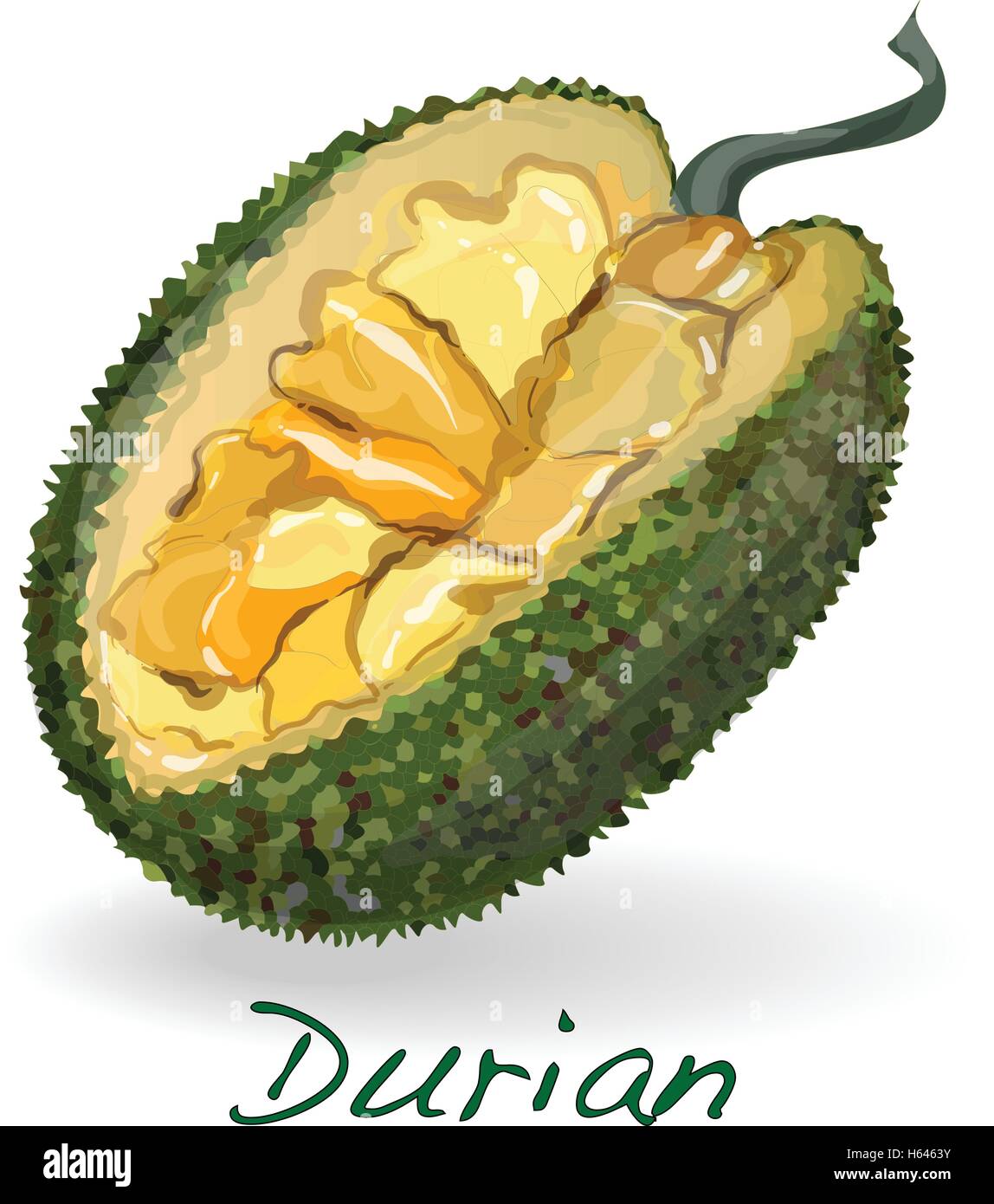 Durian fruit Banque d'images vectorielles - Alamy