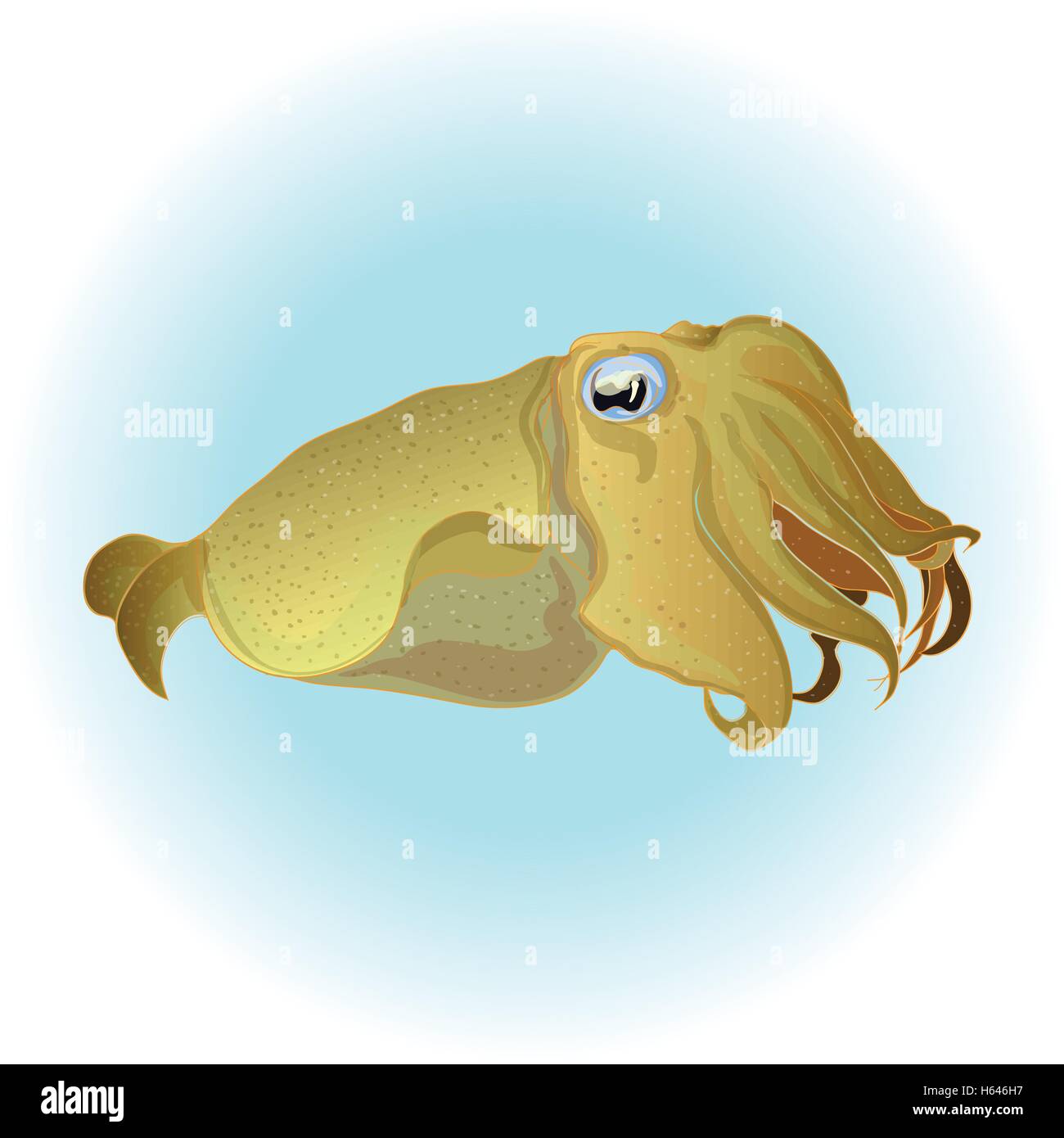 La seiche dessin vectoriel. Mollusque marin comestible avec tentacules ...