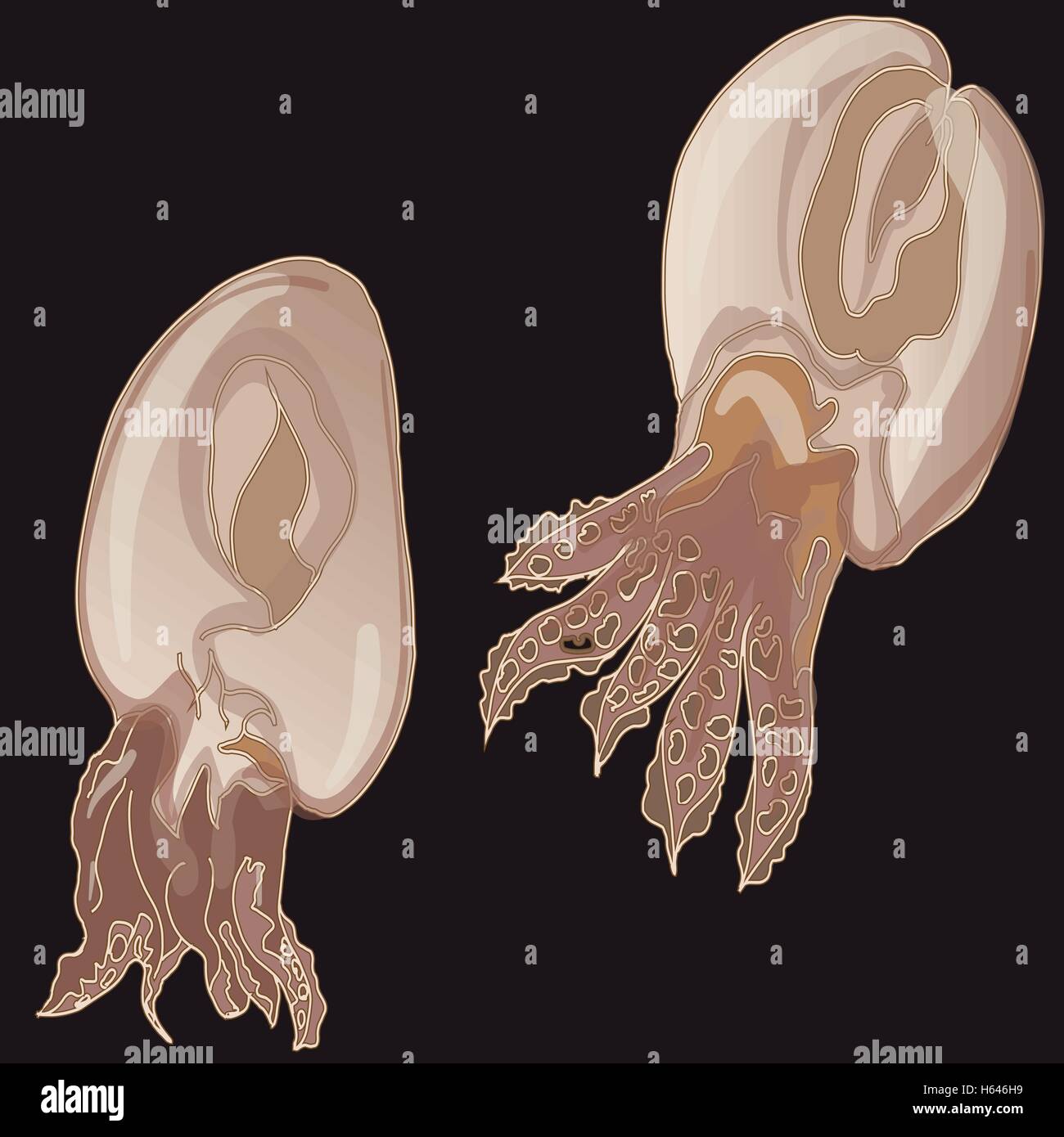 La seiche dessin vectoriel. Mollusque marin comestible avec tentacules ...