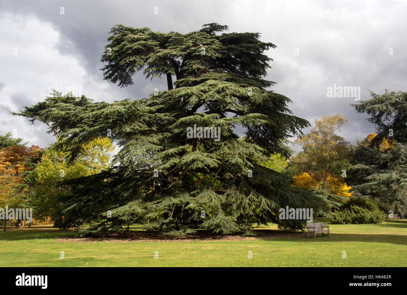 Cedrus libani Banque de photographies et d’images à haute résolution - Alamy