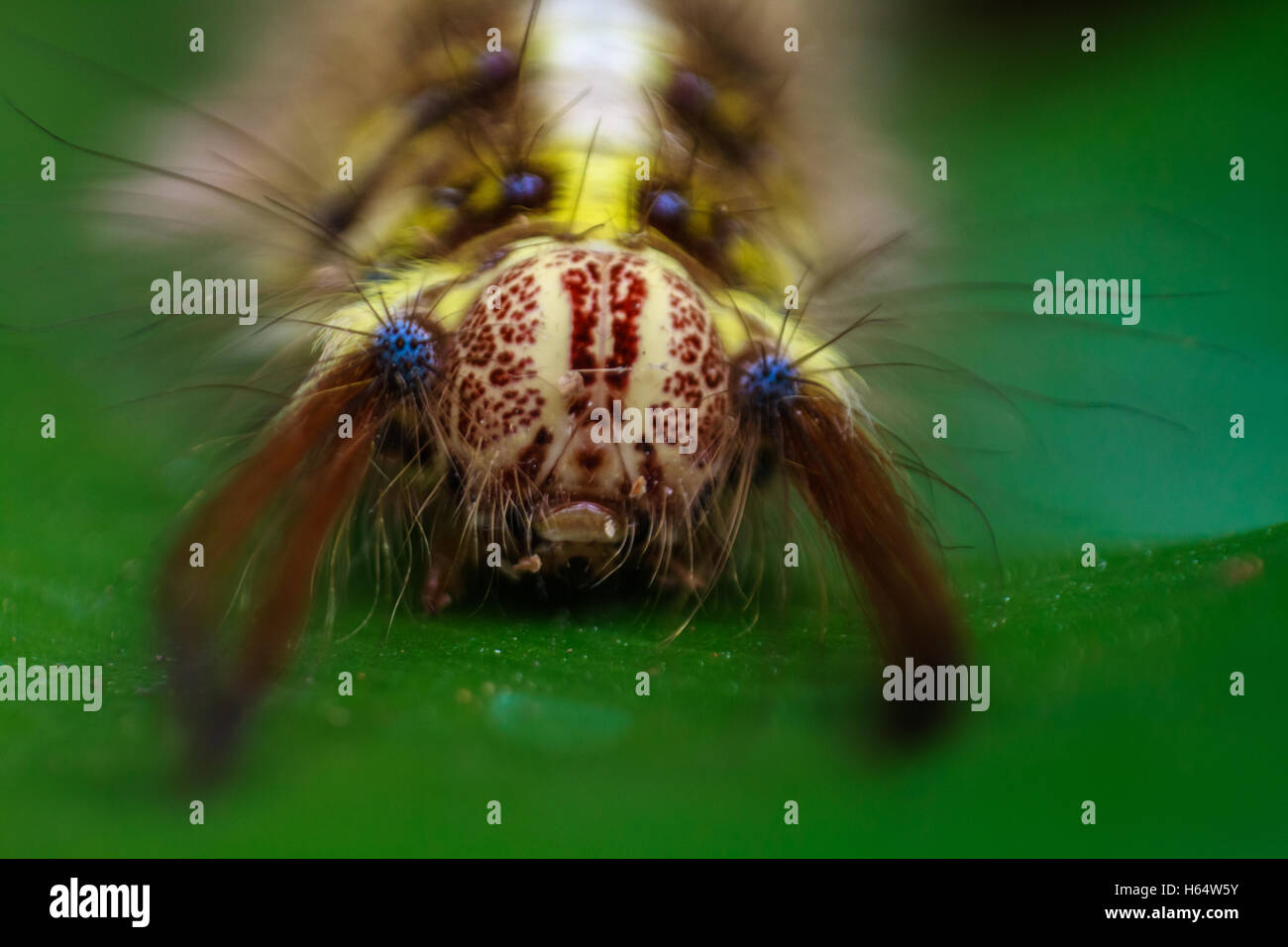 Teigne des vers Banque de photographies et d’images à haute résolution ...