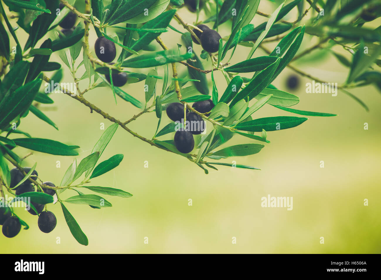 Arbre généalogique olive avec des fruits Photo Stock - Alamy