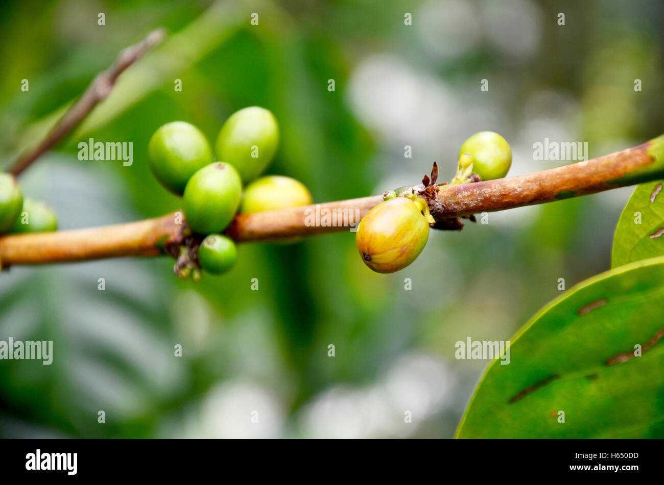 Les grains de café vert en café arbre dans le jardin à Plateau des ...