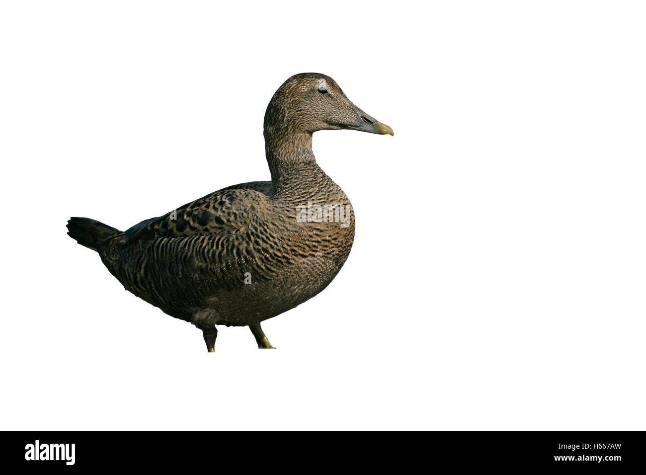 Canard eider femelle Banque d'images détourées - Alamy