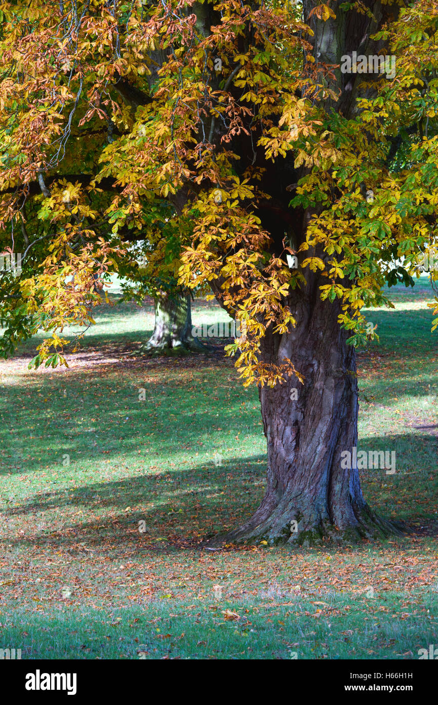 Arbre de marronnier en automne Banque de photographies et d’images à ...