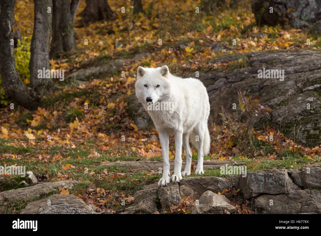 Arctic wolf Banque de photographies et d’images à haute résolution - Alamy