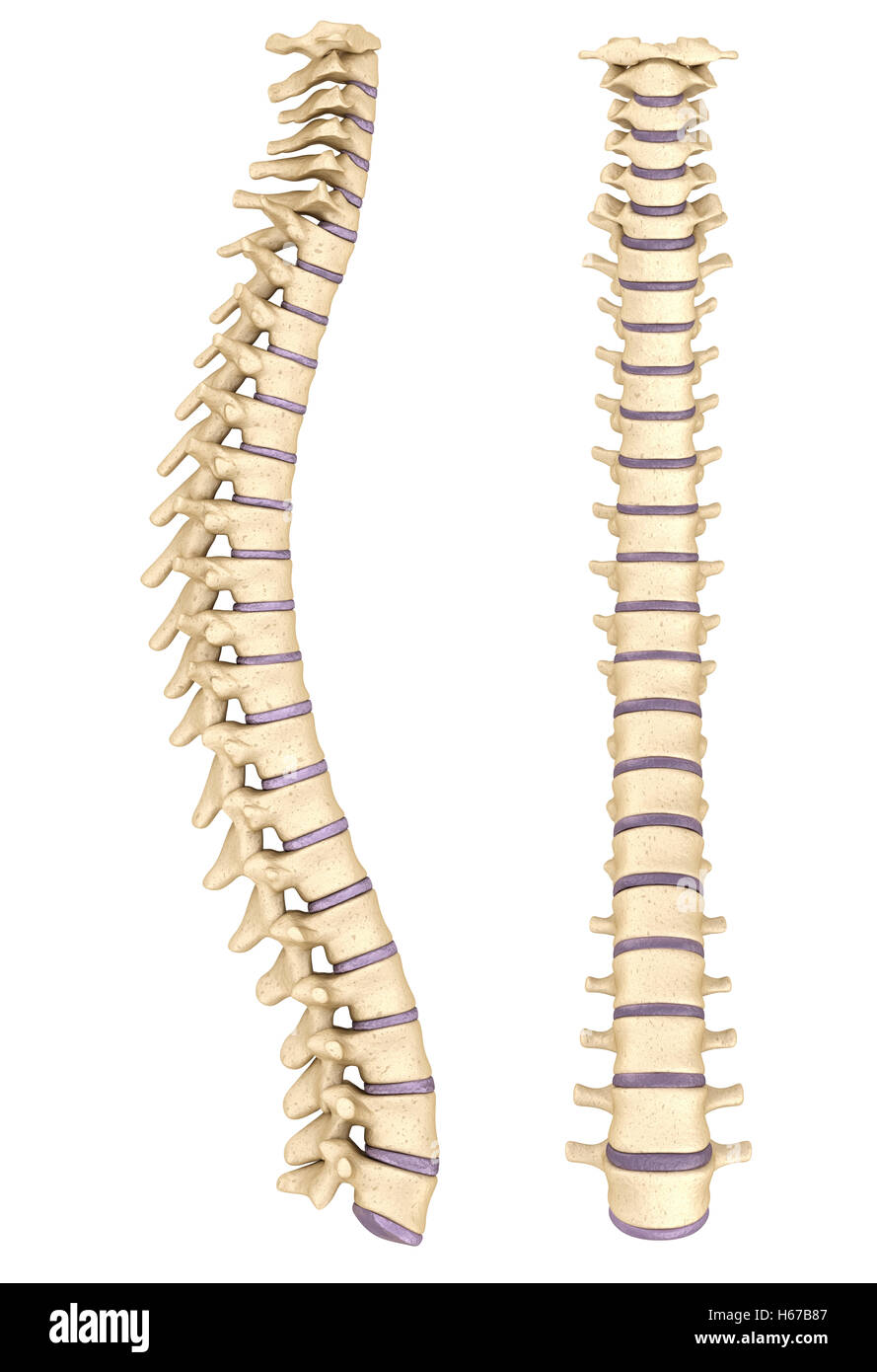 L'anatomie de la colonne vertébrale , 3D render Photo Stock - Alamy