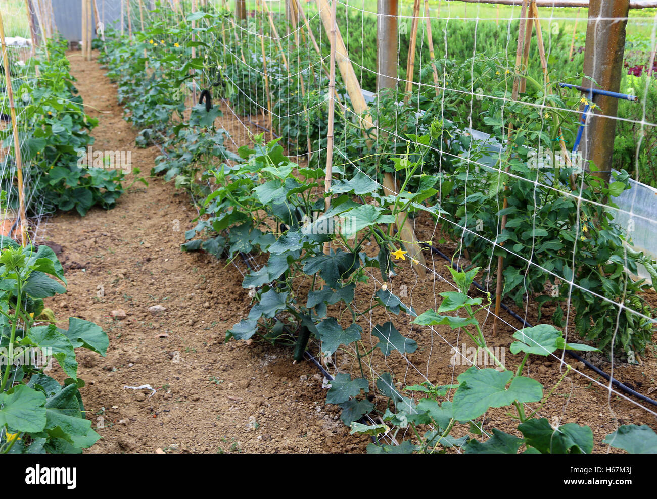 Les plants de concombres vert dans une grande serre avec des poteaux et ...