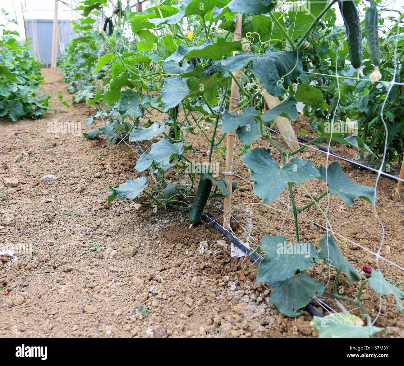 Les plants de concombres vert dans une grande serre avec des poteaux et ...