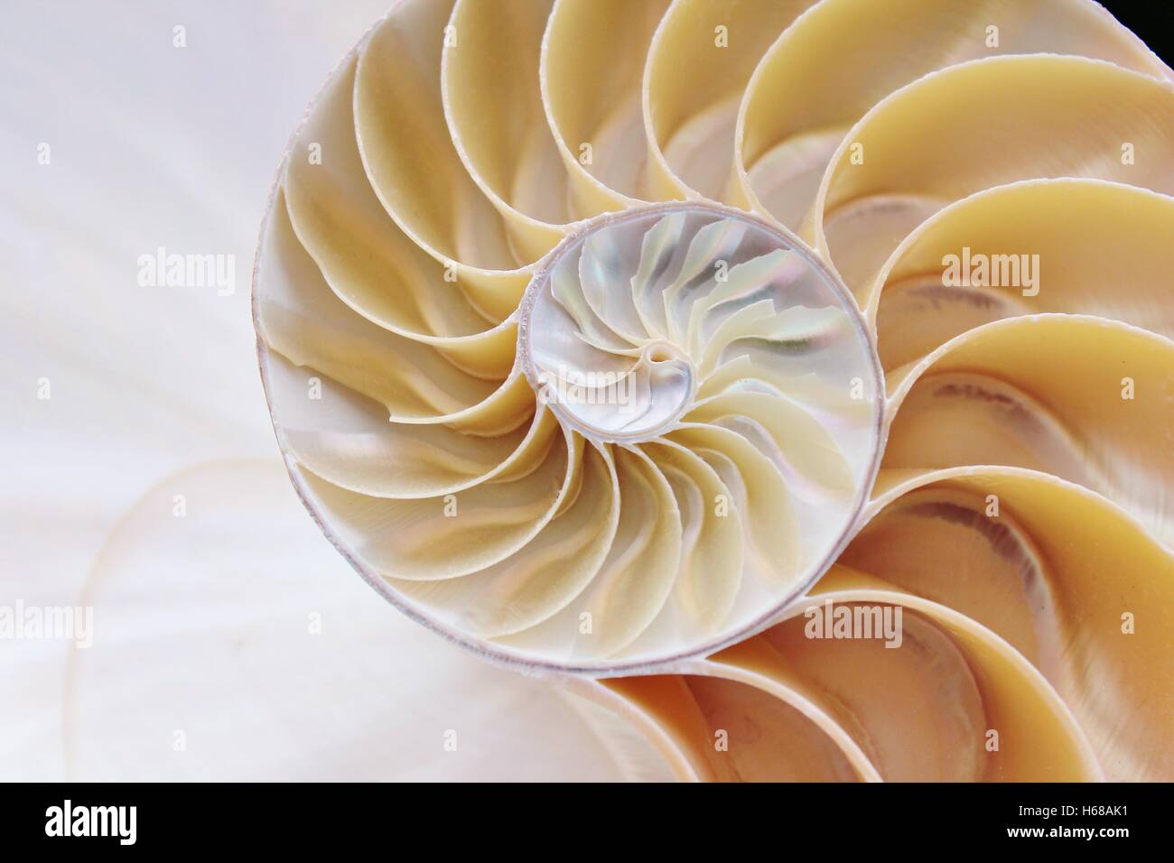 Coque nautilus Fibonacci section spirale perle symétrie moitié croix ...
