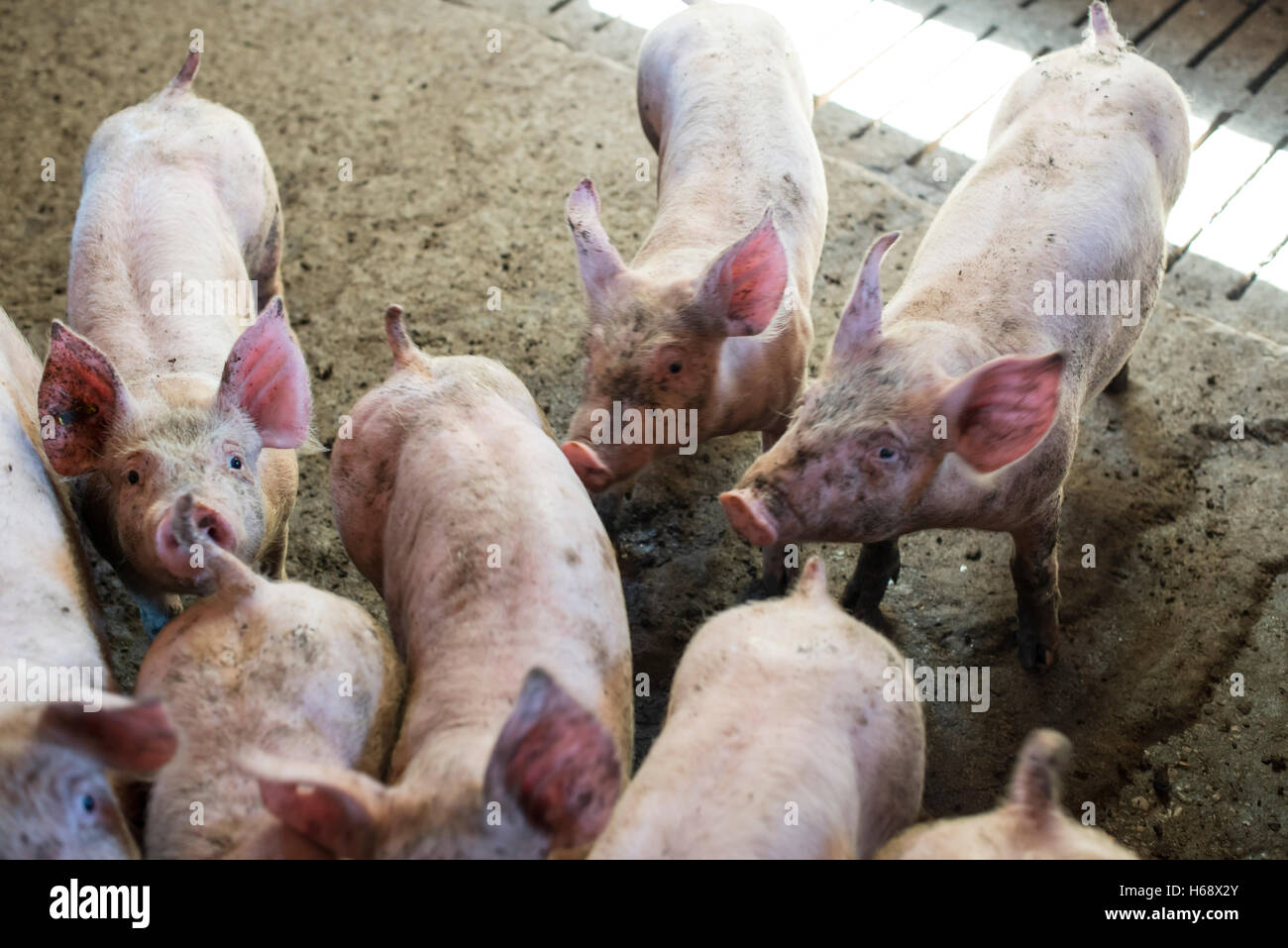 Cochons de ferme Banque de photographies et d’images à haute résolution ...