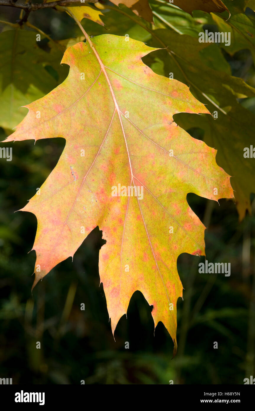 Chêne rouge Banque de photographies et d’images à haute résolution - Alamy