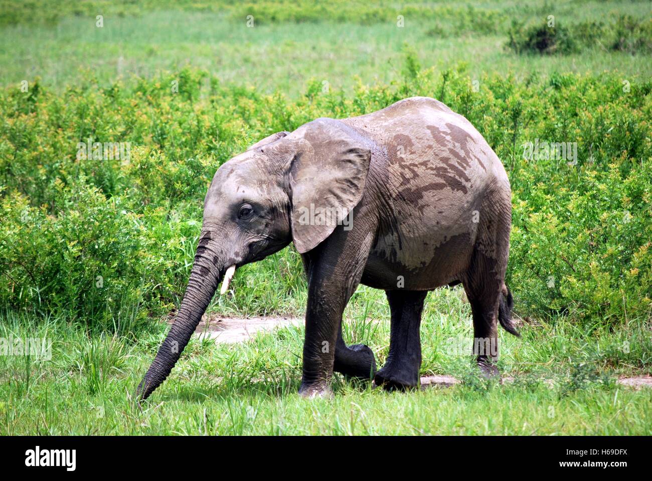 Baby elephant water Banque de photographies et d’images à haute ...