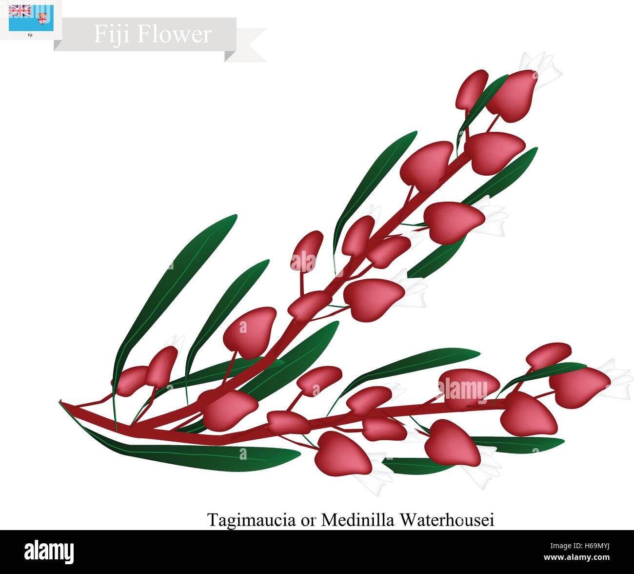 Fidji Blossom, Illustration d'Tagimaucia Waterhousei ou fleur Medinilla ...