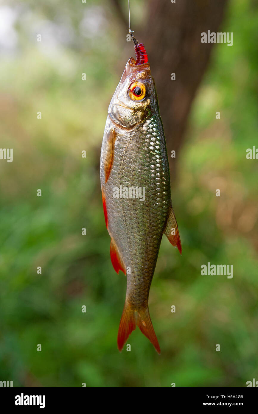 Les poissons d'eau douce qui vient d'être prise à partir de l'eau. Rudd ...