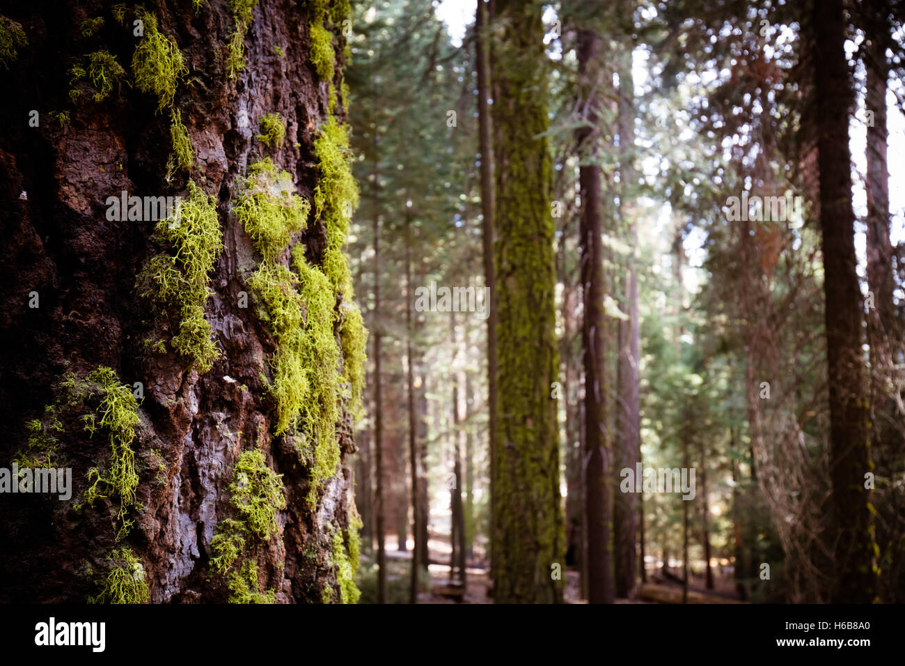 Le fameux géant en forêt Sequoia National Park contenant le plus grand ...