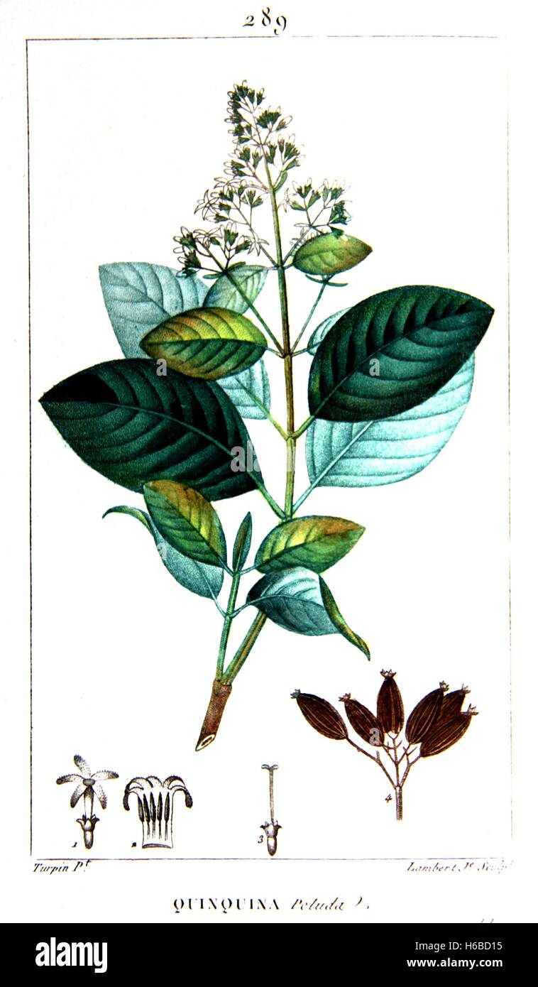 Quinine cinchona officinalis Banque de photographies et d’images à ...