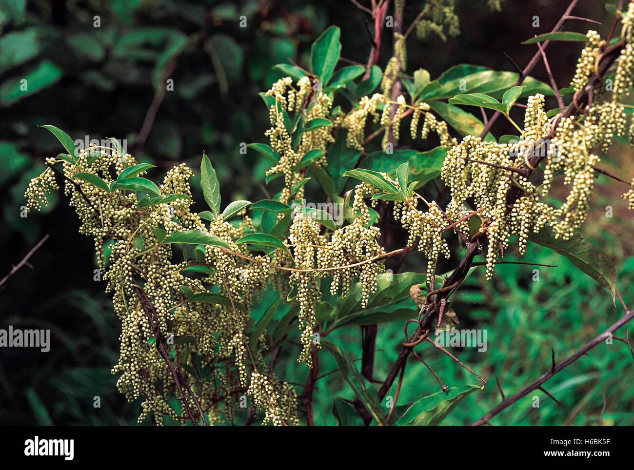Dioscorea pentaphylla. famille : dioscoreaceae. Un membre de la famille ...