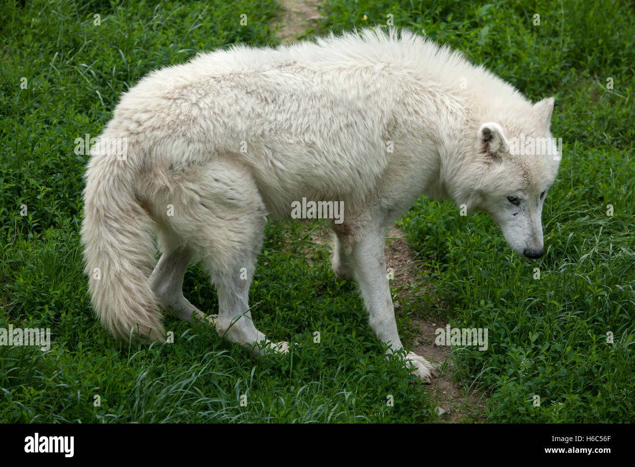 Archipel arctique canadien Banque de photographies et d’images à haute ...