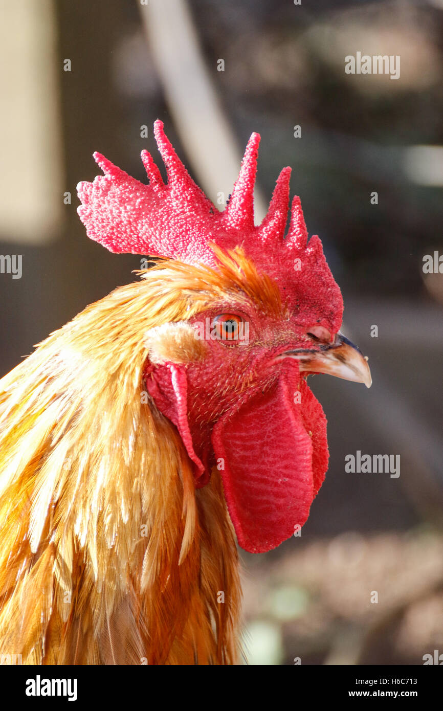 Poule jambe Banque de photographies et d’images à haute résolution - Alamy