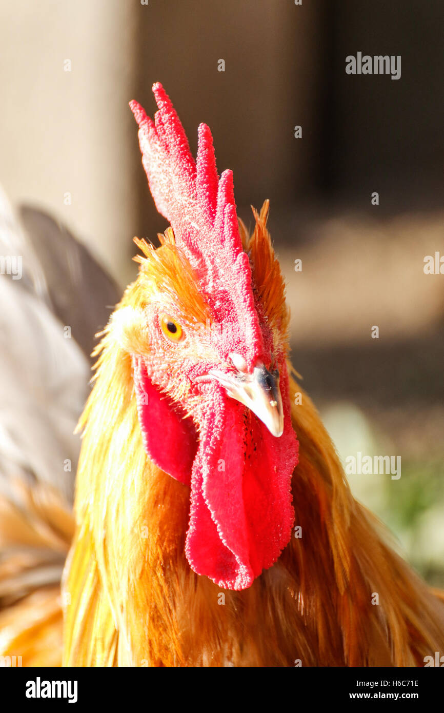 Poule jambe Banque de photographies et d’images à haute résolution - Alamy