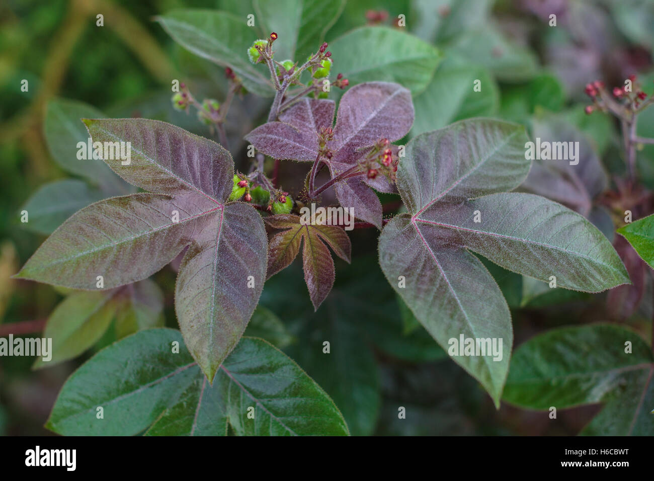 Une plante, le jatropha gossypiifolia aka pinon colorado, poussant dans ...