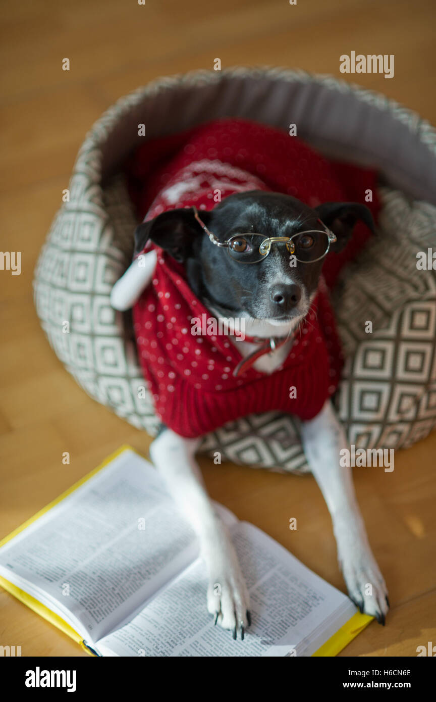 Chien Noir et blanc portant des lunettes et costume rouge sur son ...