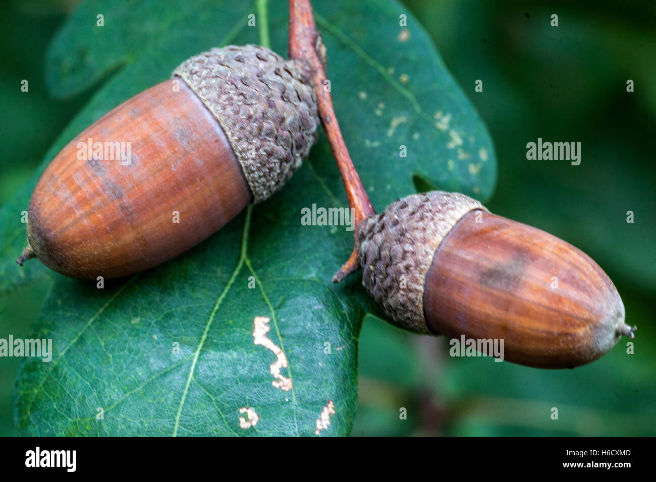 Glands chêne Banque de photographies et d’images à haute résolution - Alamy