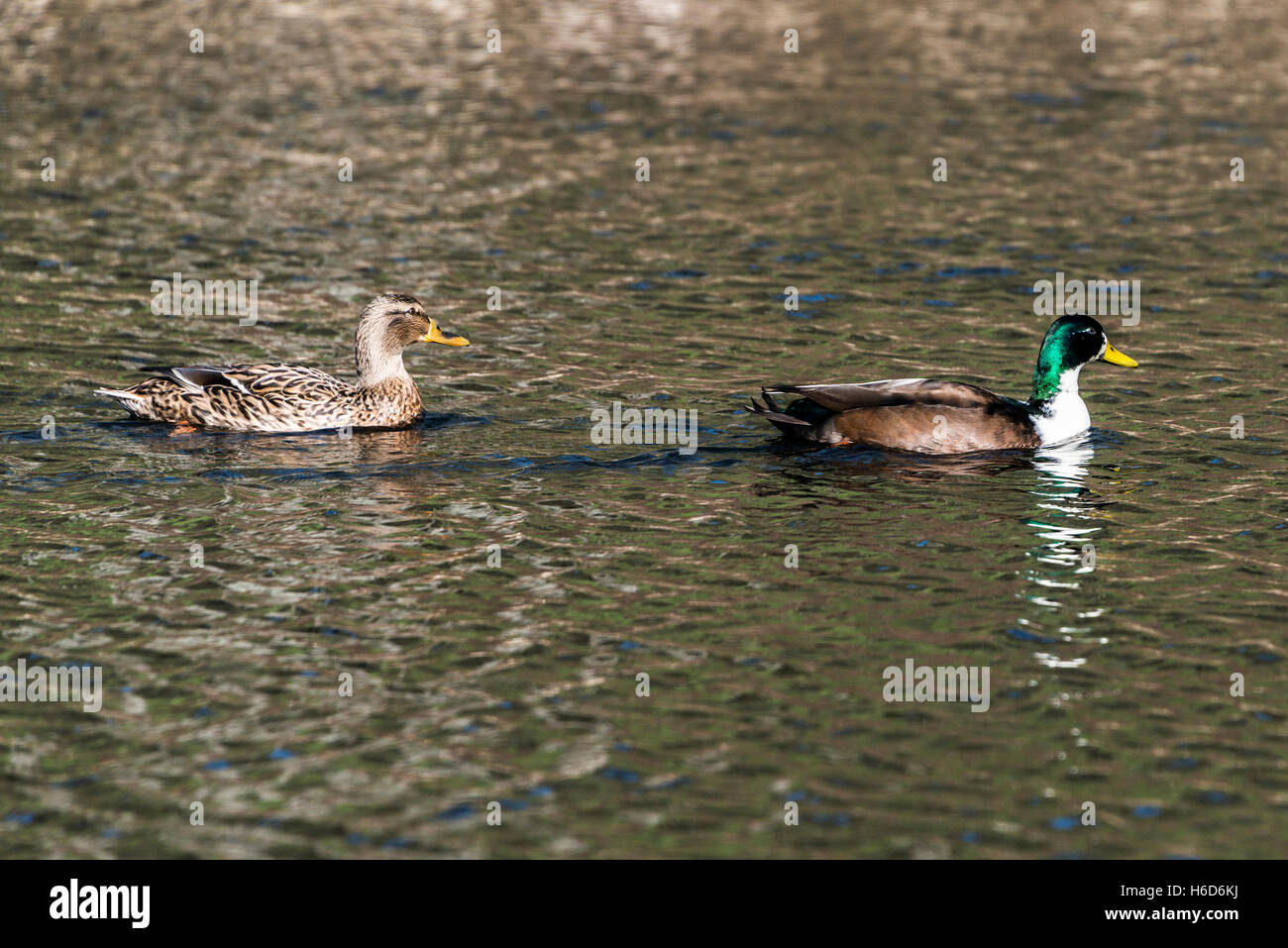 Duclair duck Banque de photographies et d’images à haute résolution - Alamy