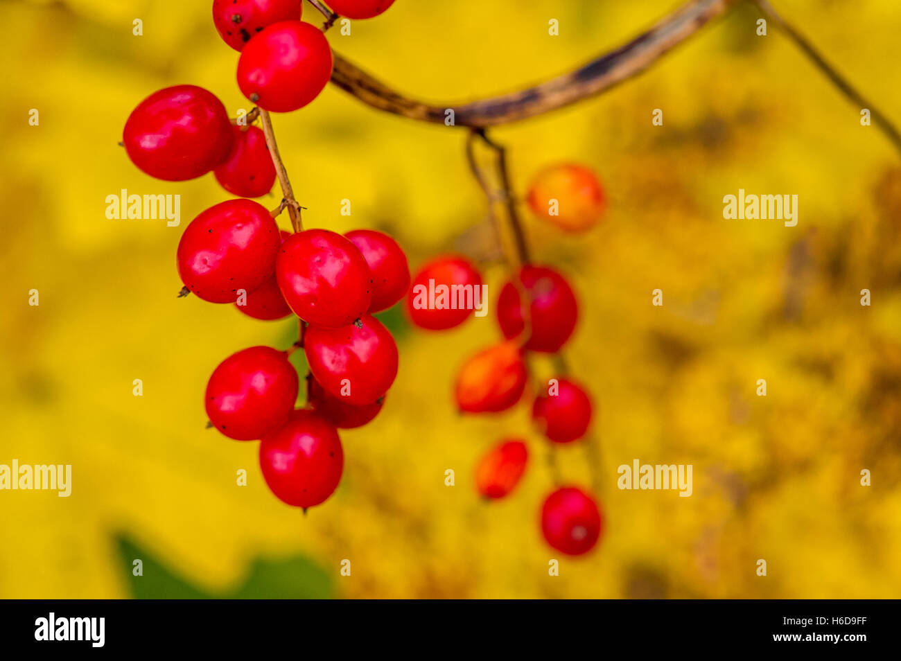 Poisonous fruits Banque de photographies et d’images à haute résolution ...