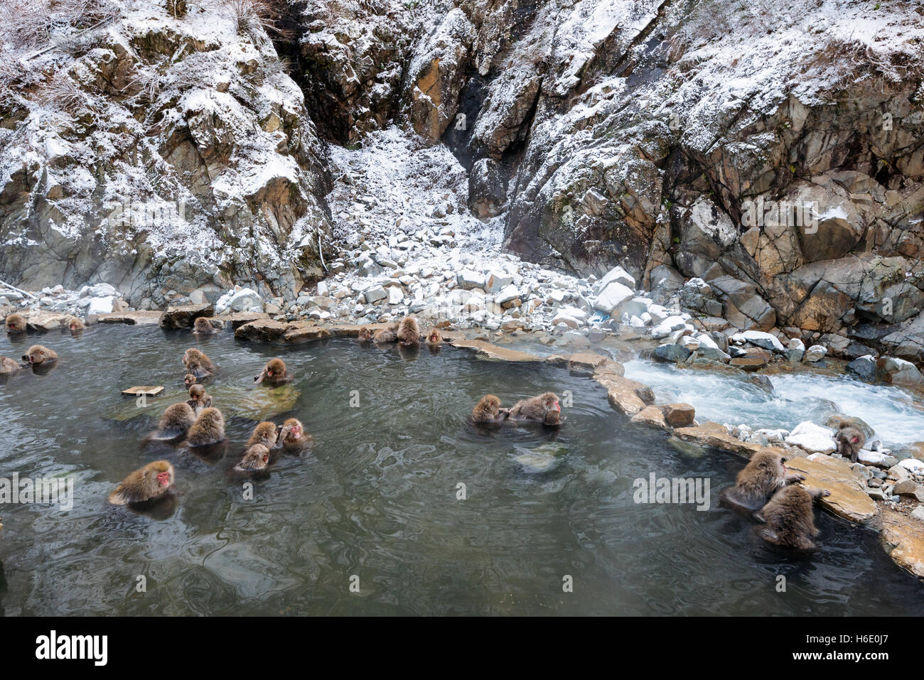 Singes dans la neige Jigokudani Monkey Park, Kanbayashi Onsen, au Japon ...