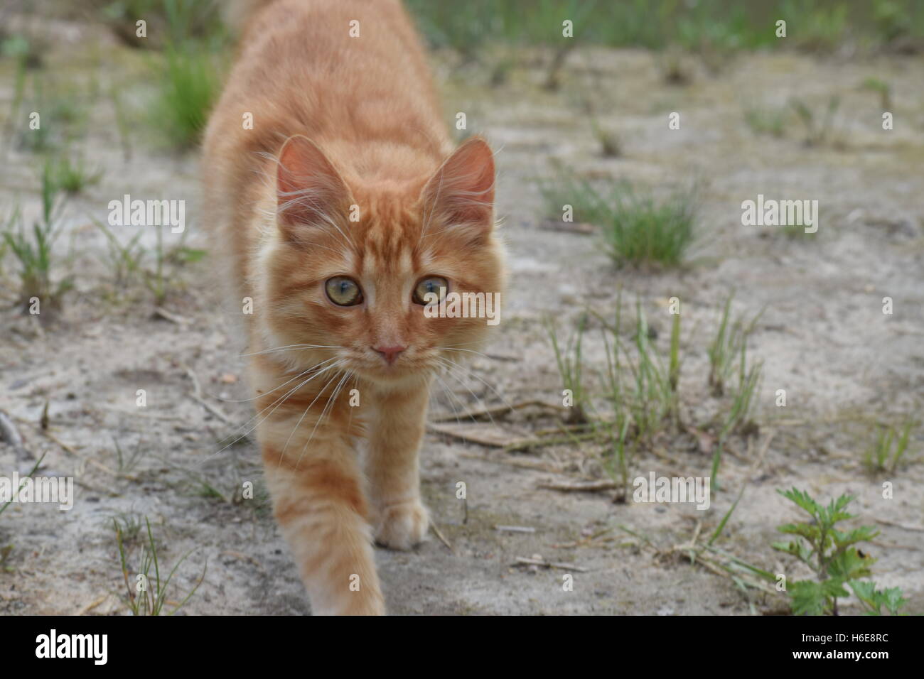Chat rouge Banque de photographies et d’images à haute résolution - Alamy