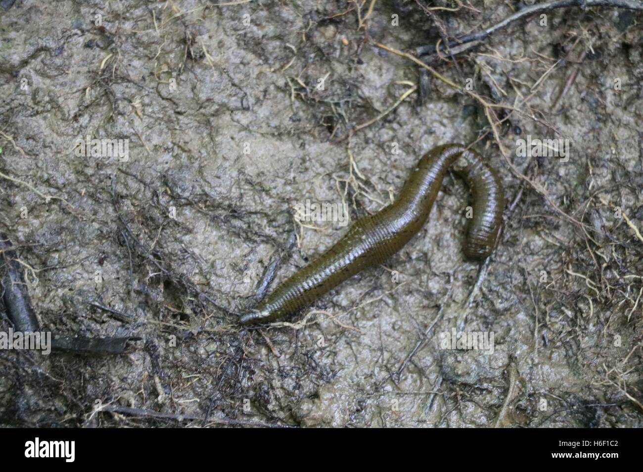 Sangsue hirudinea Banque de photographies et d’images à haute ...