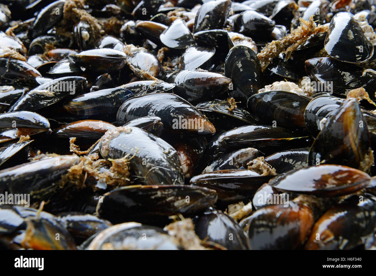 Moules marinières Banque de photographies et d’images à haute ...